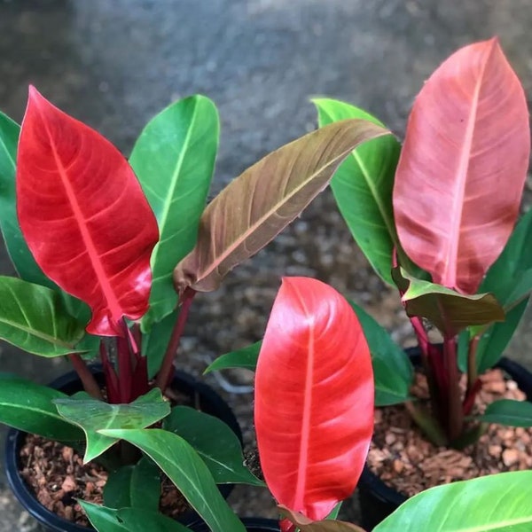 Philodendron Red Emerald - Etsy