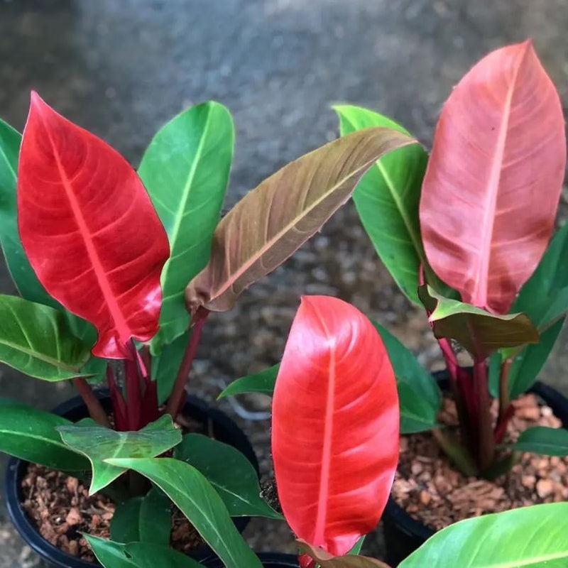 Philodendron Red Emerald - Etsy