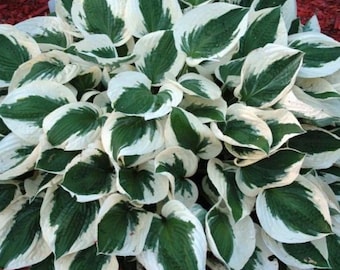 Rare Hostas - Etsy