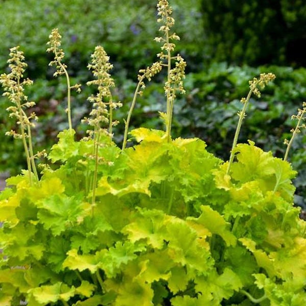 Heuchera Plant - Etsy