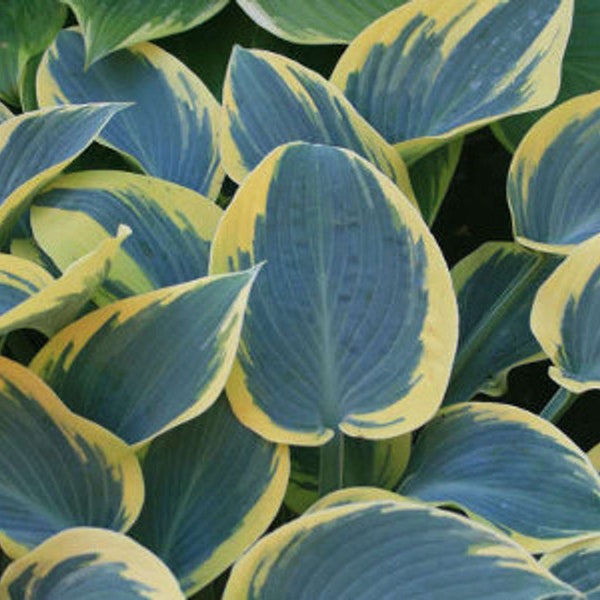 Hosta Mixed - Etsy