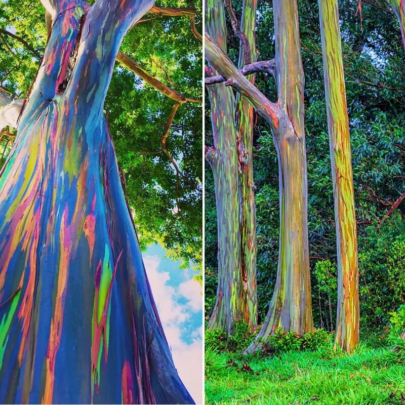 Rainbow Eucalyptus Tree - Etsy