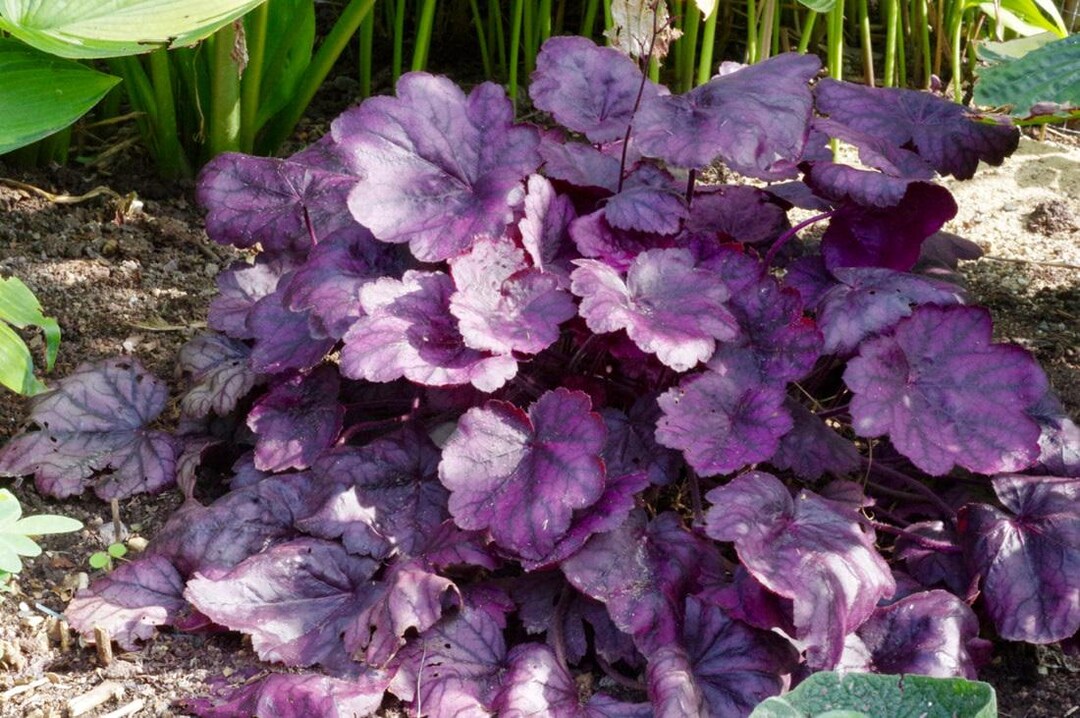 Electric Plum Heuchera Starter Plant - Etsy