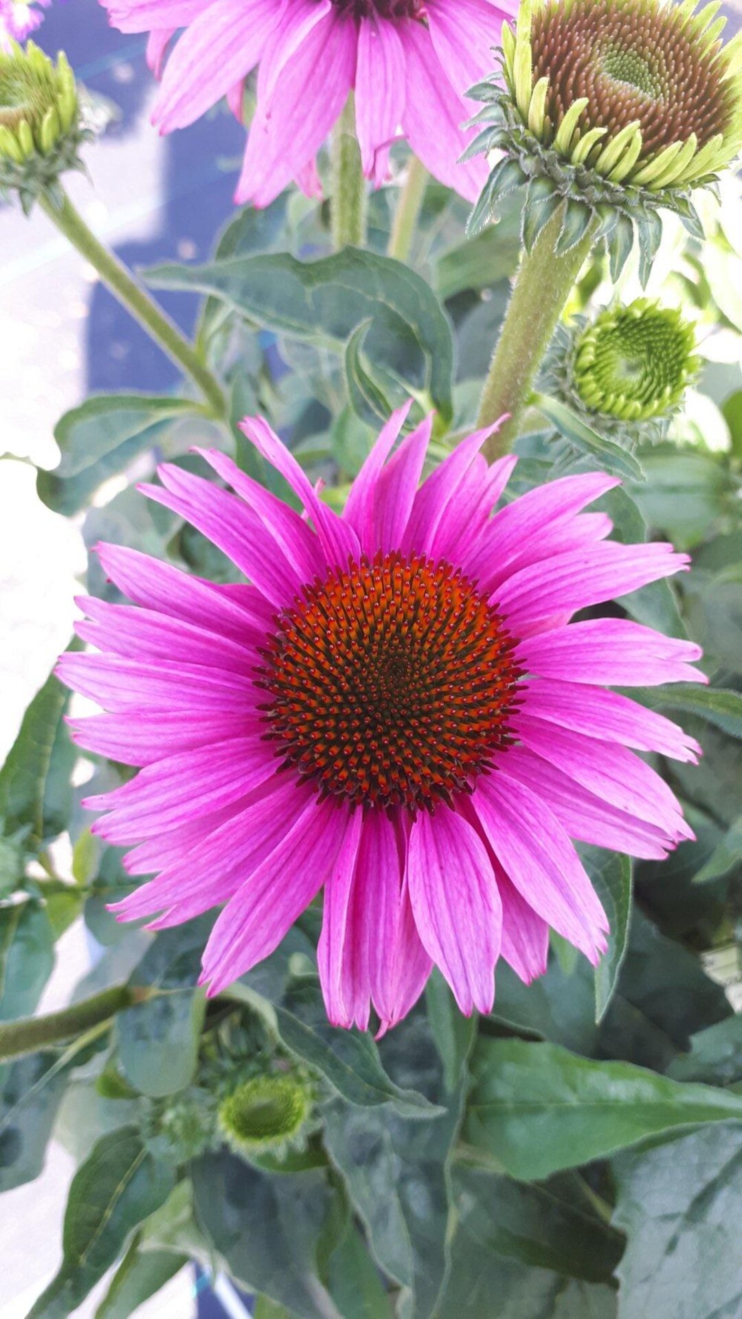 Compact Dark Rose Prairie Splendor Cone Flower Echinacea Starter Plant ...