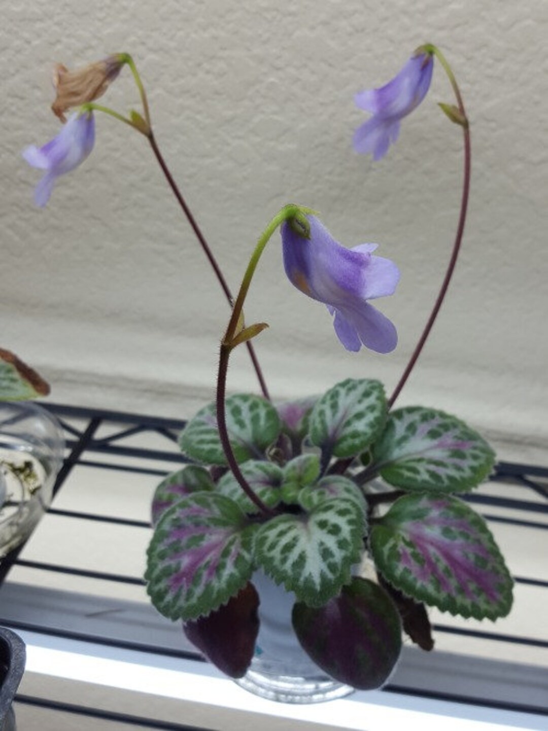 LAST CHANCE SALE - Asian Violet "loki" Starter Plant Streptocarpus Free ...