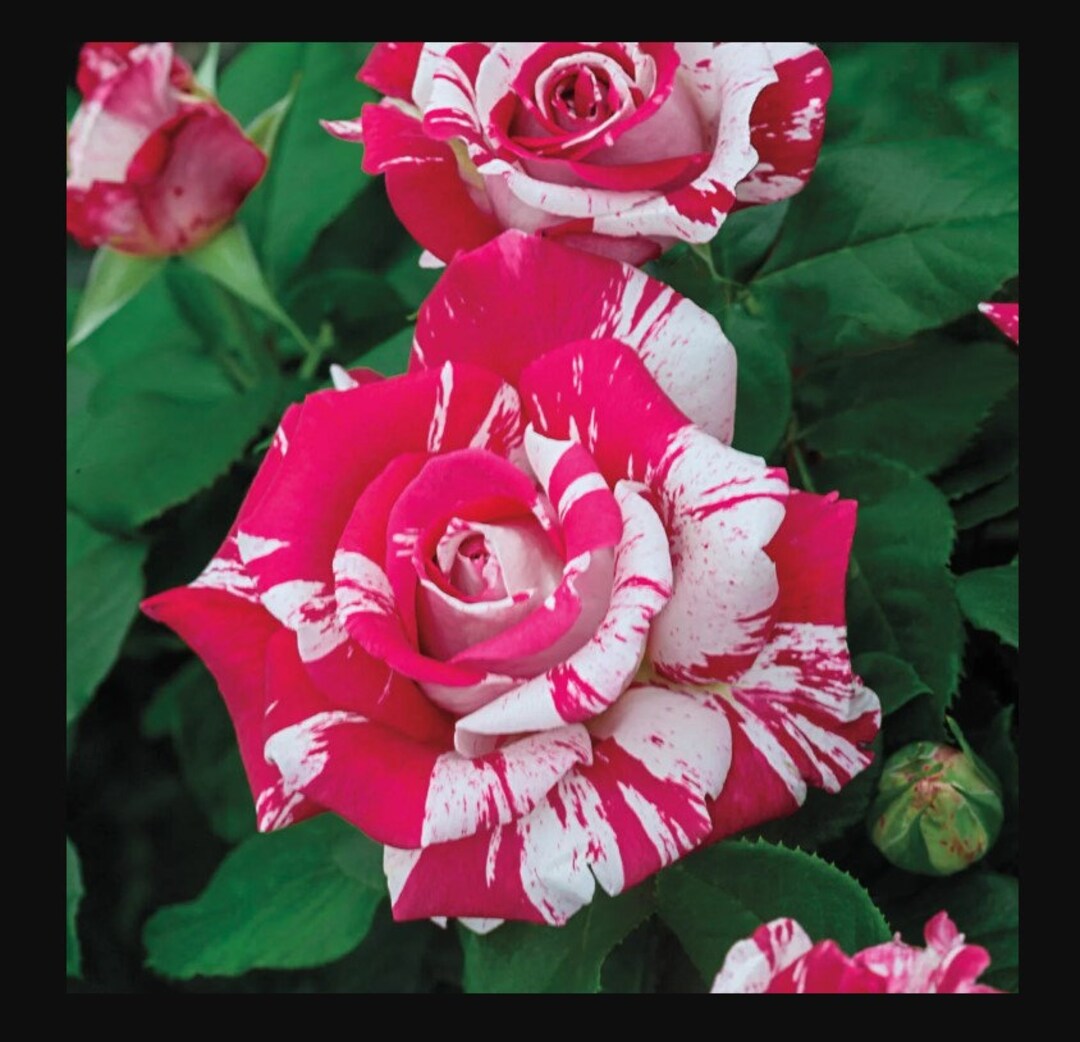 FREE SHIPPING - Miniature Rose Gigi Plant Swirled Beauty Mini - Etsy