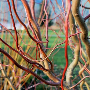 Scarlet Curls Willow Salix Scarlet Curls FREE SHIPPING - Etsy