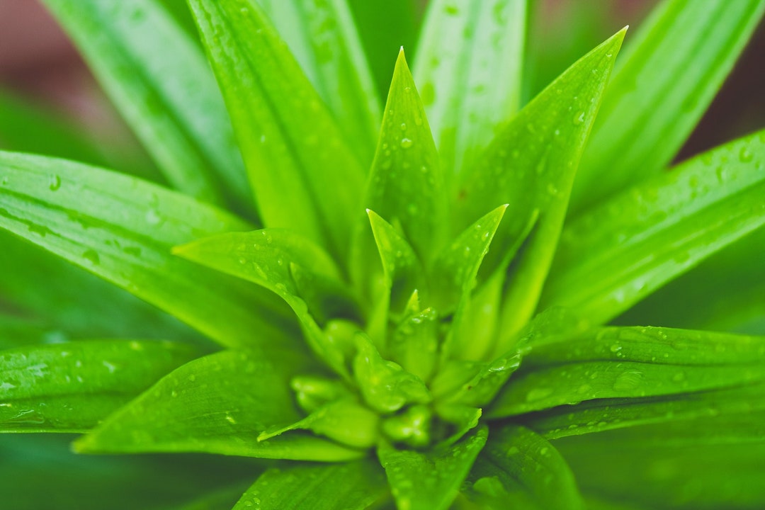Green Foliage Art Photo Print - Etsy