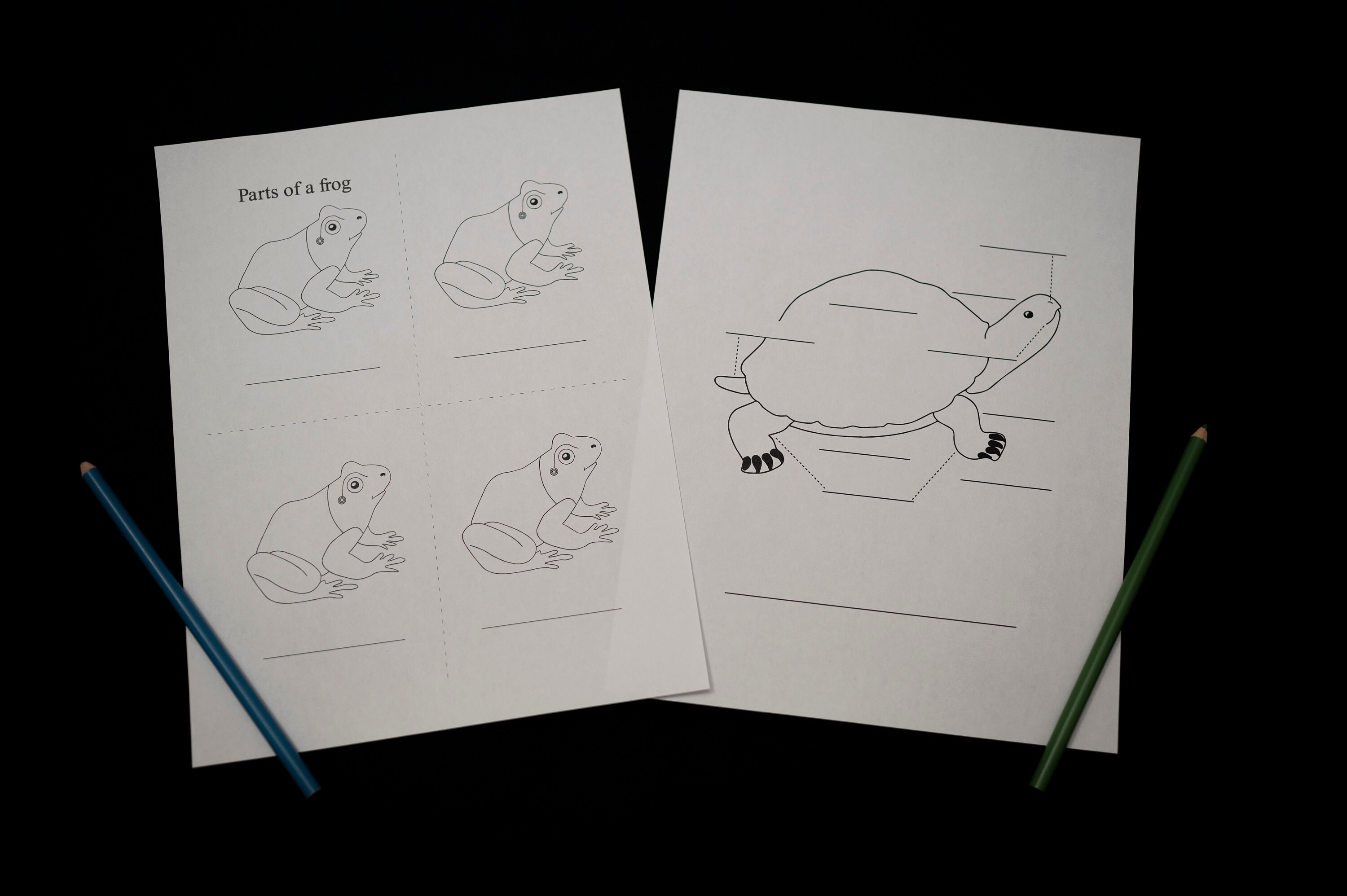 Montessori Parts of an Animal and Plant Collection | Preschool Toddler ...