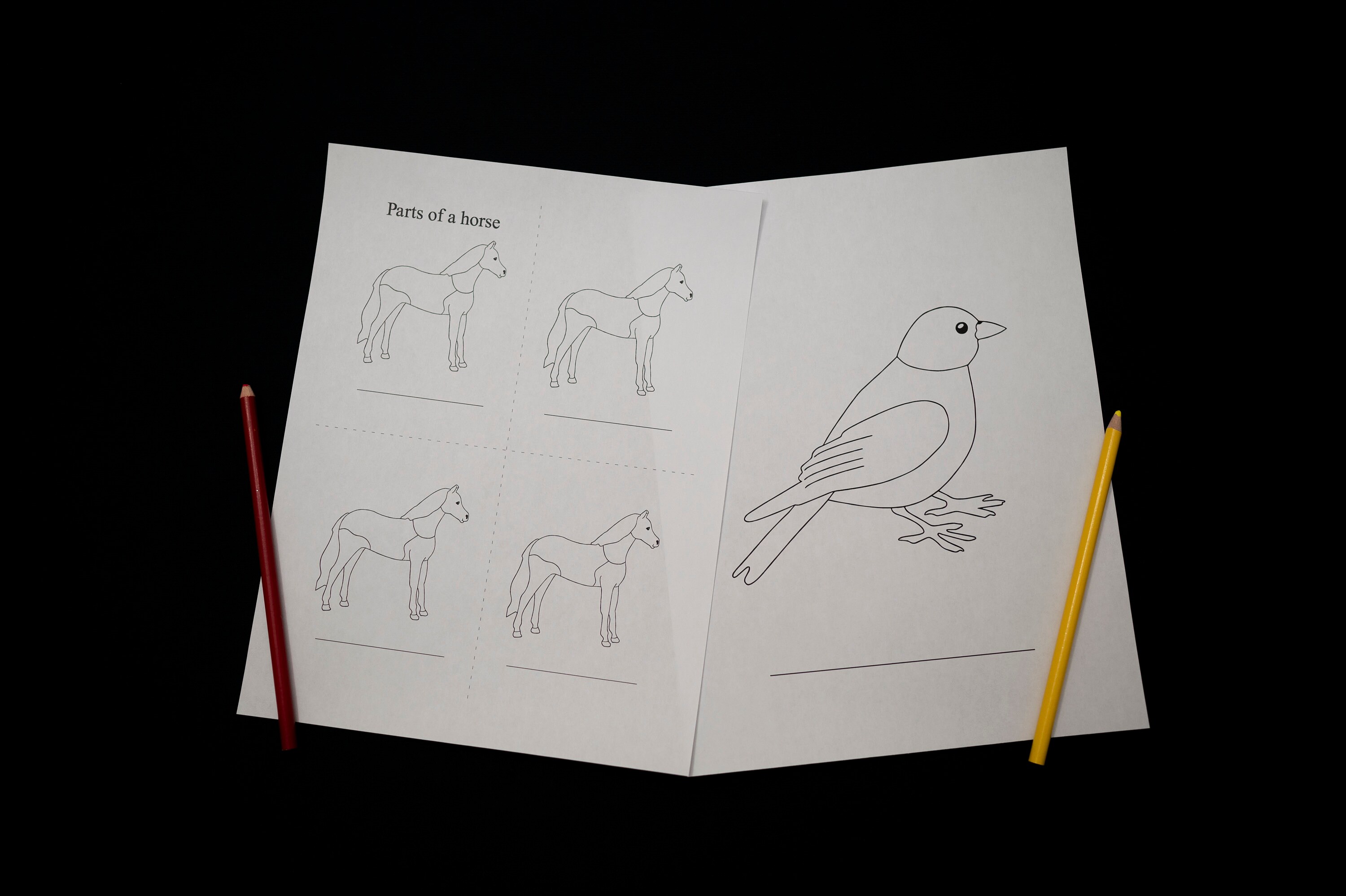 Montessori Parts of an Animal and Plant Collection Preschool Toddler ...