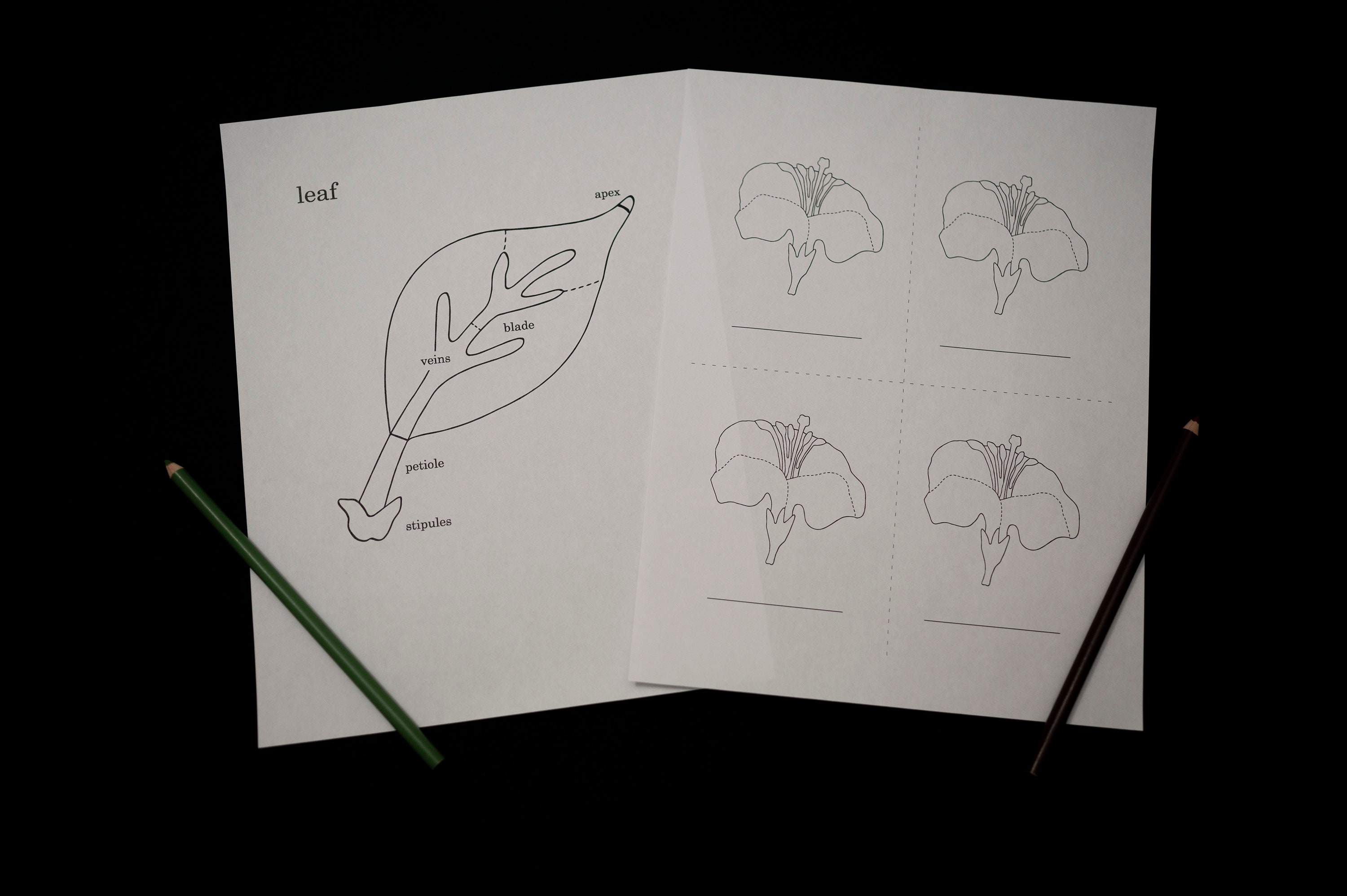 Montessori Parts of an Animal and Plant Collection | Preschool Toddler ...