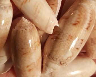 Florida Olive Shell | Etsy