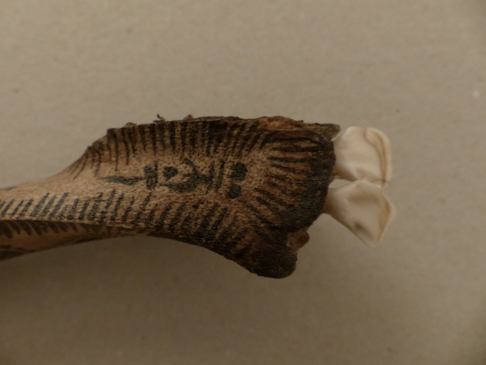 Real Bone Cattle Jaw Tribal Art Wicca Natural Materials - Etsy