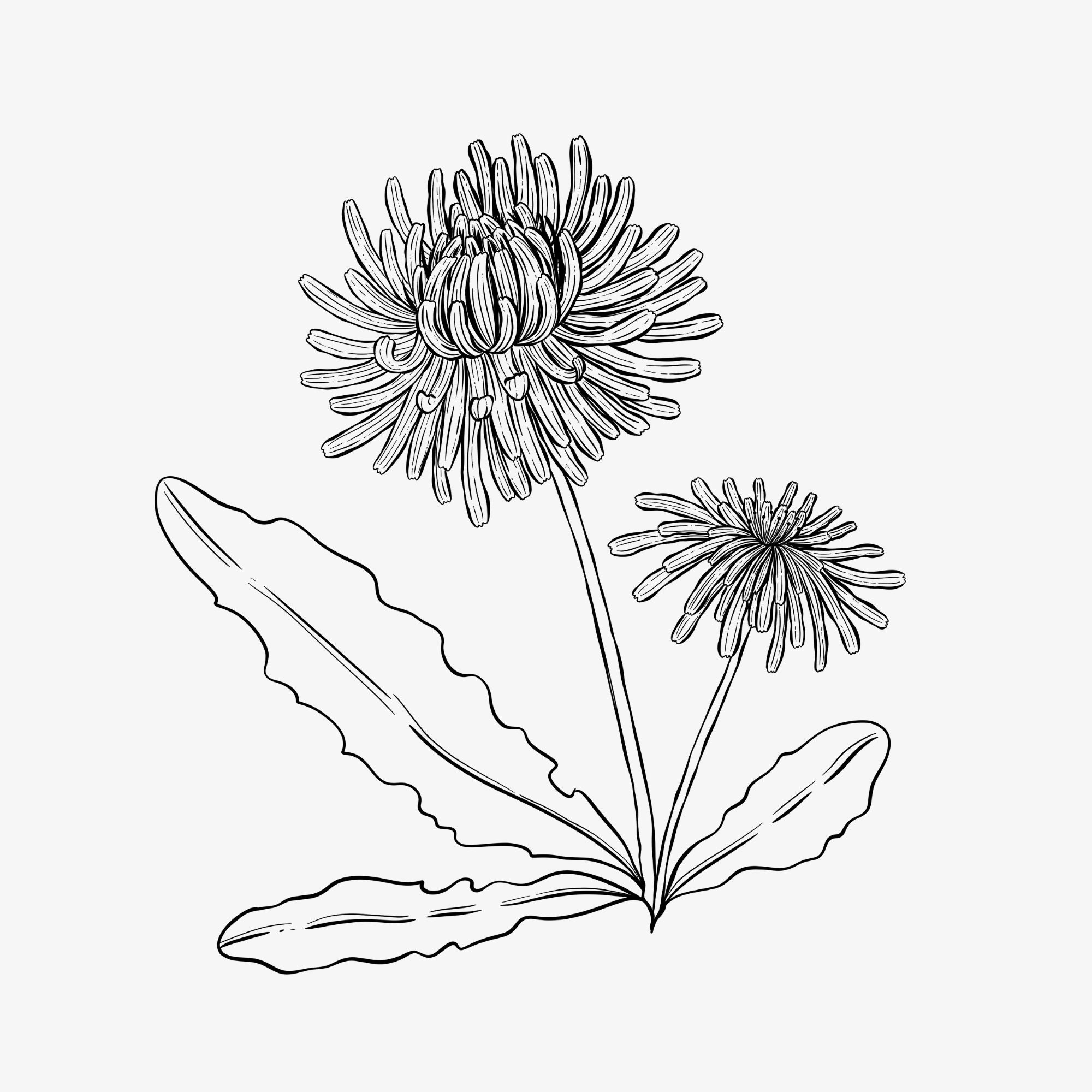 Dandelion Clipart | Fine Line Digital Download | Hand Drawn - Etsy