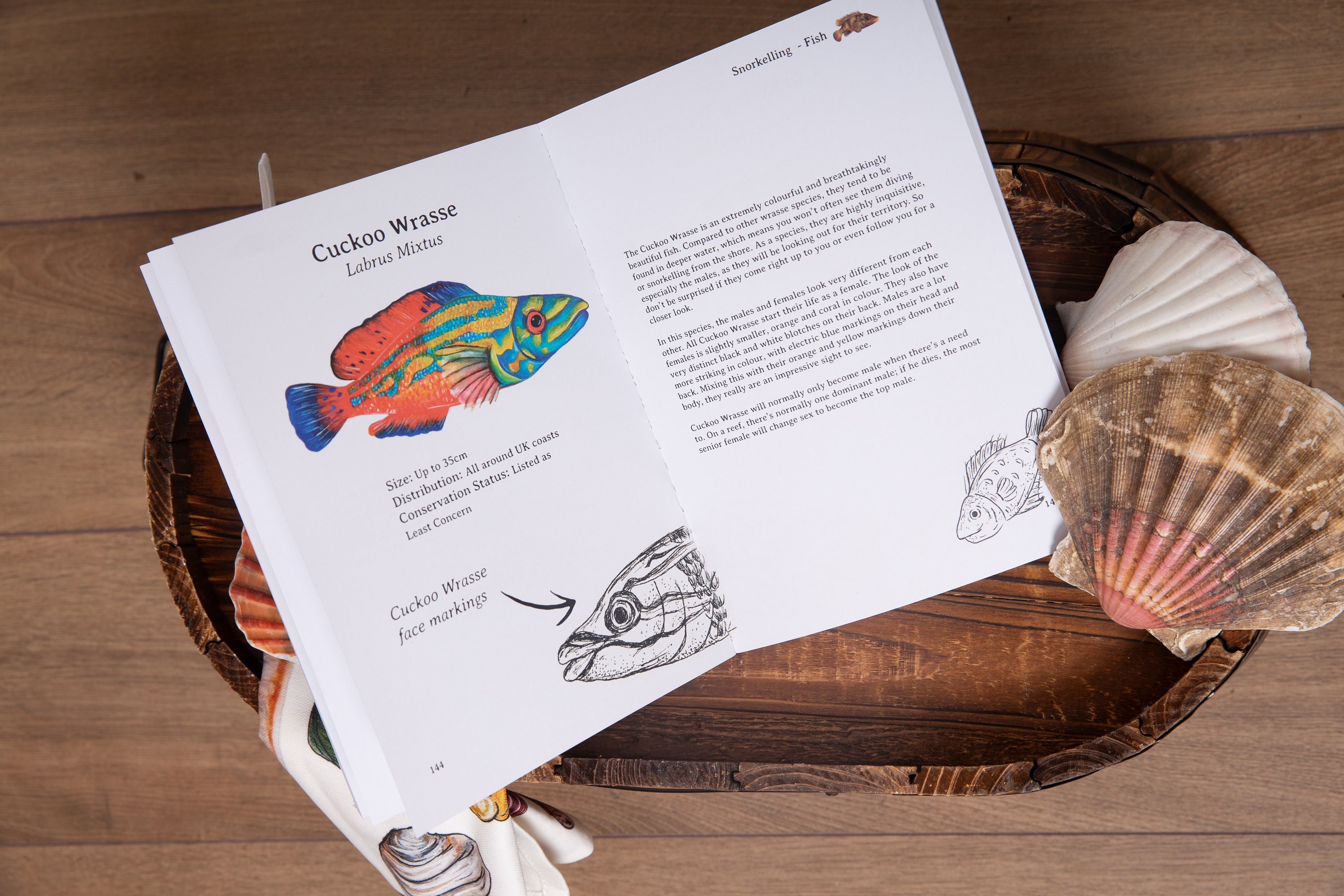 Ocean Lover's Guide | Illustrated Marine Life Nature Book - Etsy