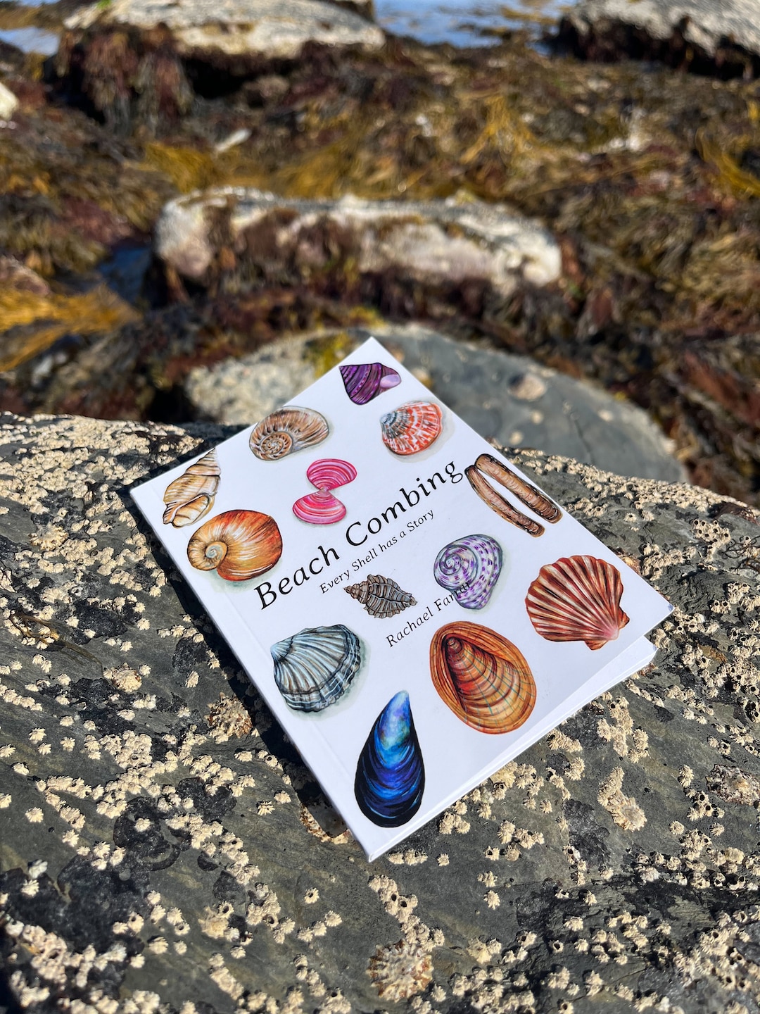 Beach Combing Pocket Guide From the Ocean Lover's Guide Interactive Nature Guide Seashell Guide ...