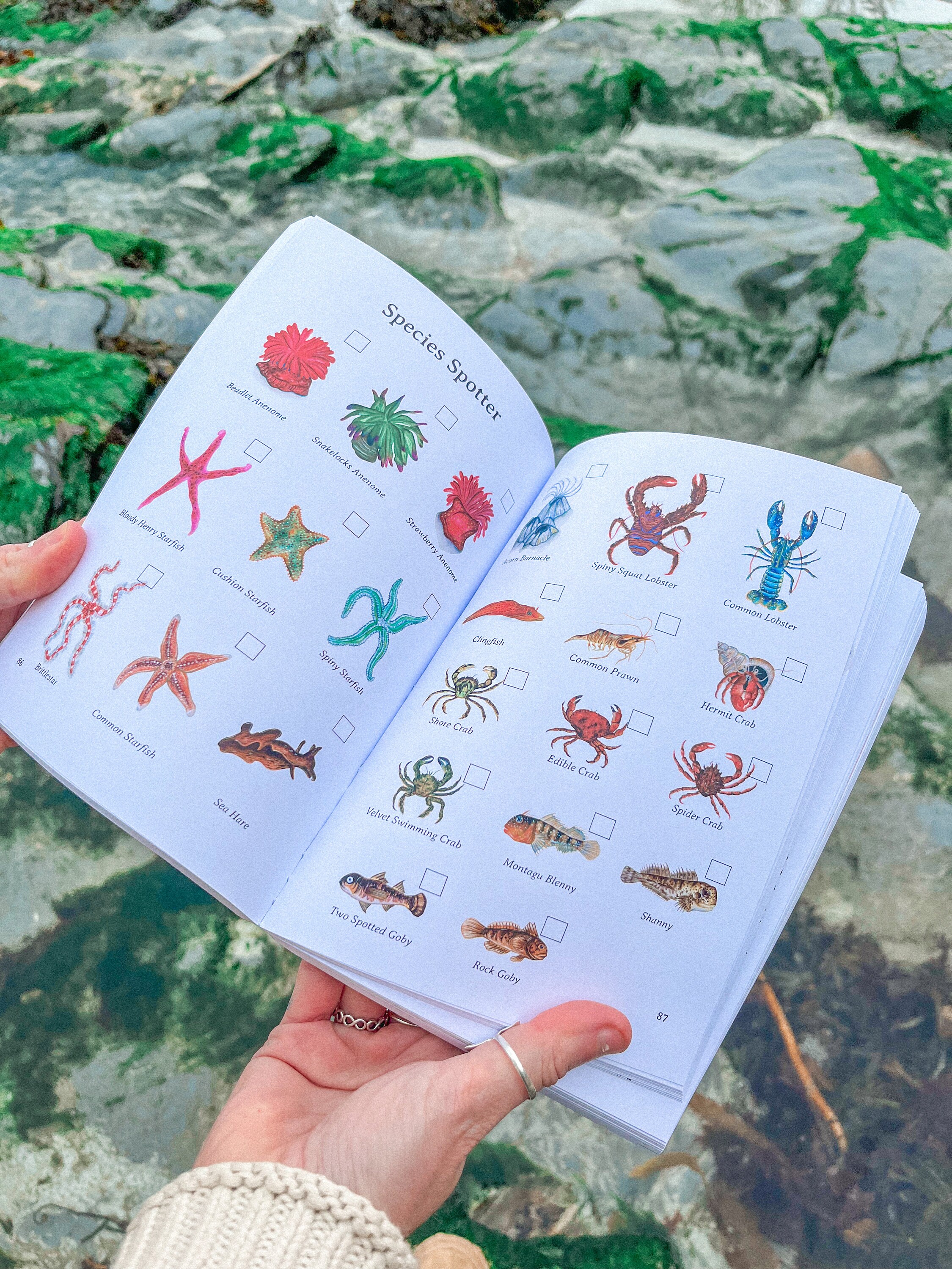 The Ocean Lover's Guide Interactive Nature Guide - Etsy