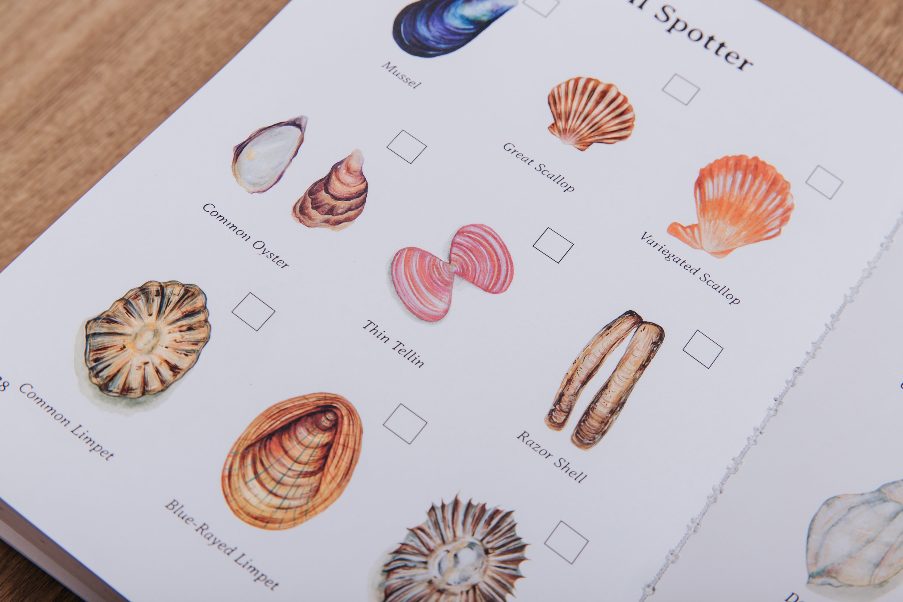 The Ocean Lover's Guide | Interactive Nature Guide | Seashore Guide - Etsy