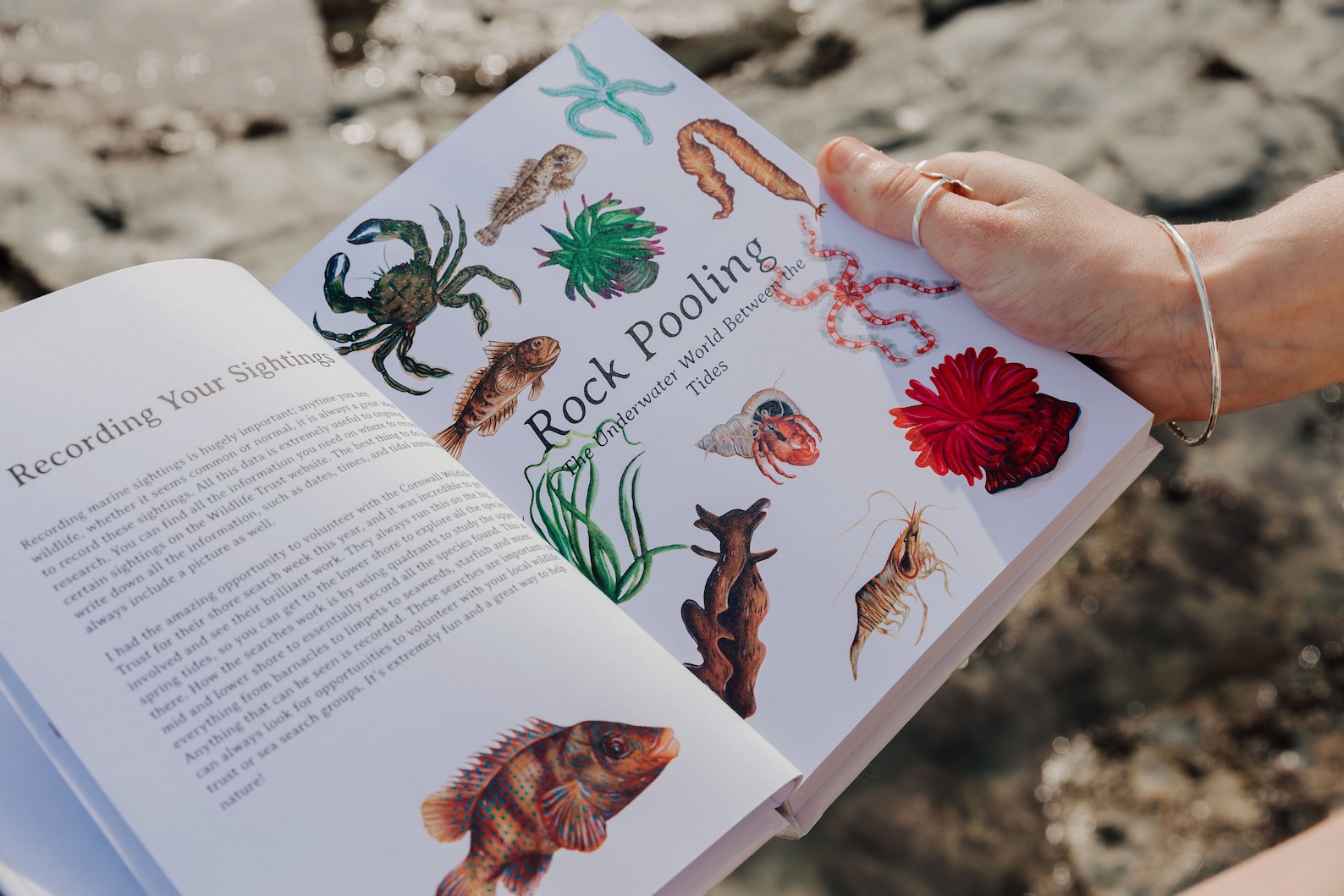 Ocean Lover's Guide | Illustrated Marine Life Nature Book - Etsy