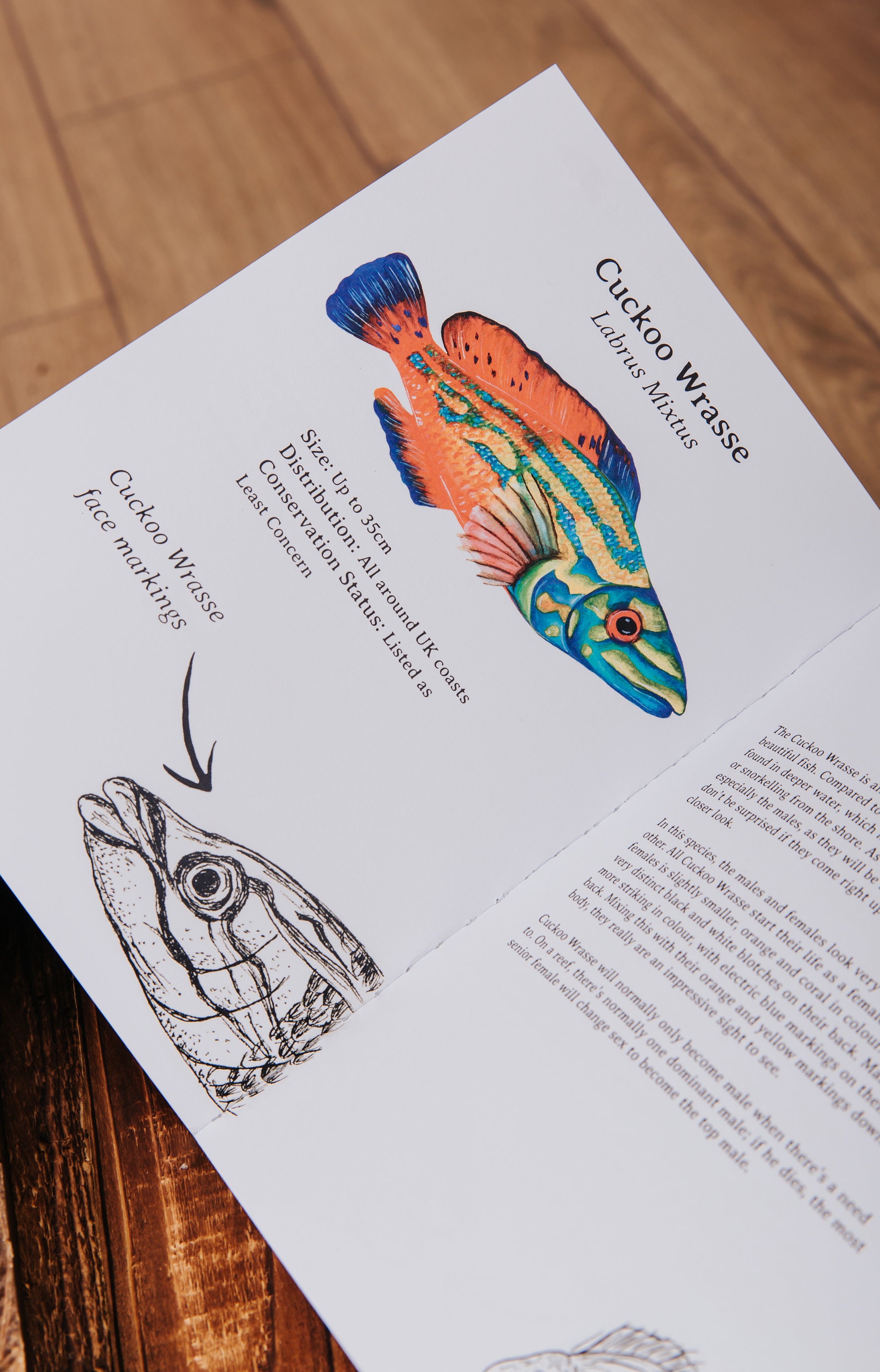 The Ocean Lover's Guide | Interactive Nature Guide | Seashore Guide - Etsy