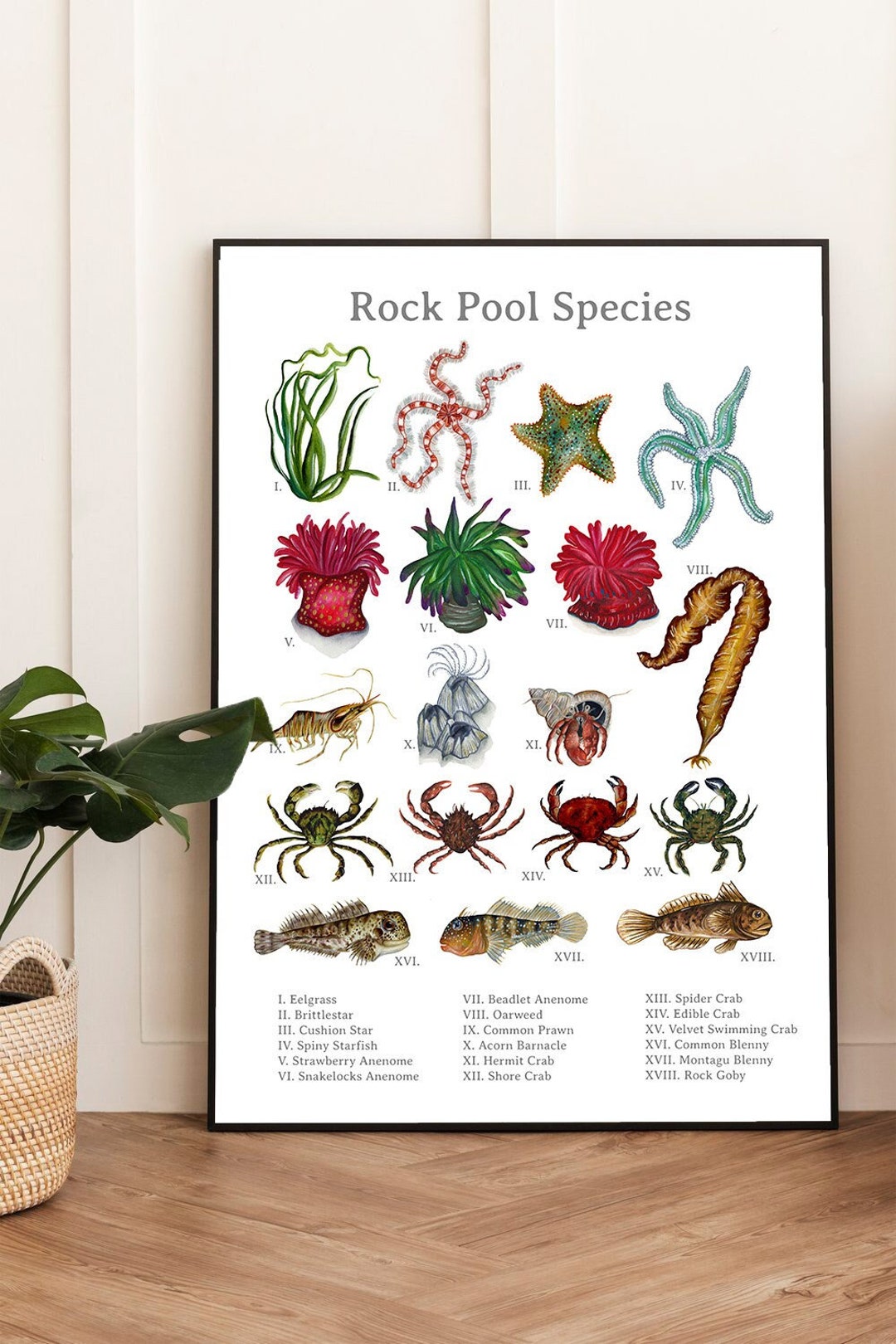 Rock Pool Fine Art Print | Sea Life Poster | Nautical Art - Etsy