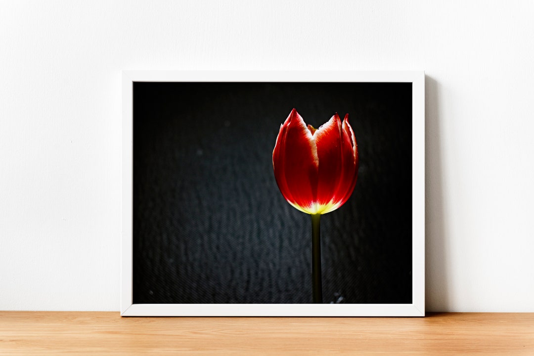 Tulip Printable, Tulip Print, Tulip Photo, Red Tulip Printable, Red ...