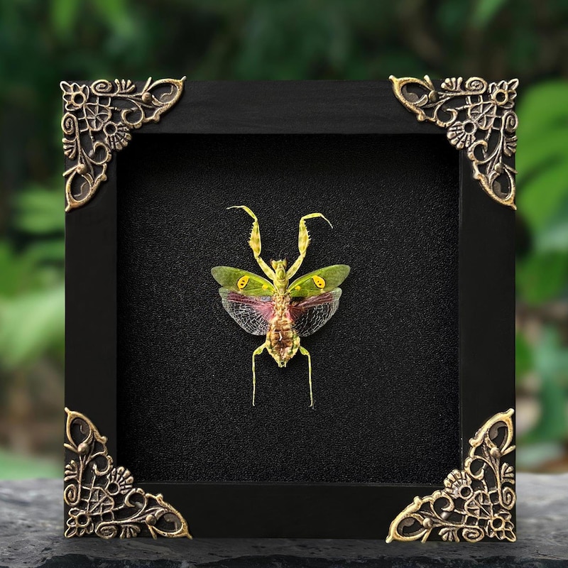 Insect Taxidermy Goth - Etsy