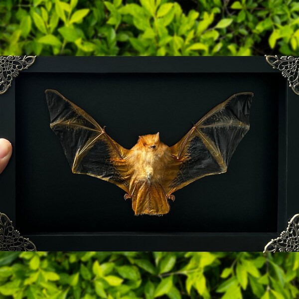 Taxidermy Bat - Etsy