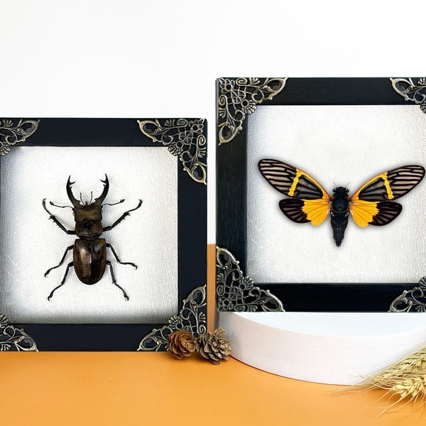 Insect - Etsy