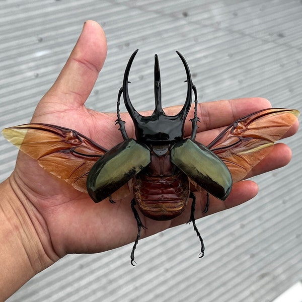 Beetle Specimens - Etsy