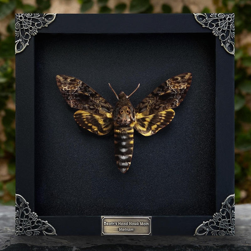 Moth for Display - Etsy