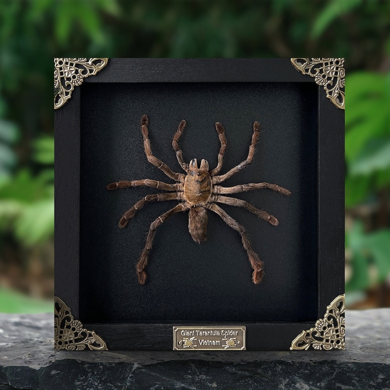 Preserved Framed Spider - Etsy