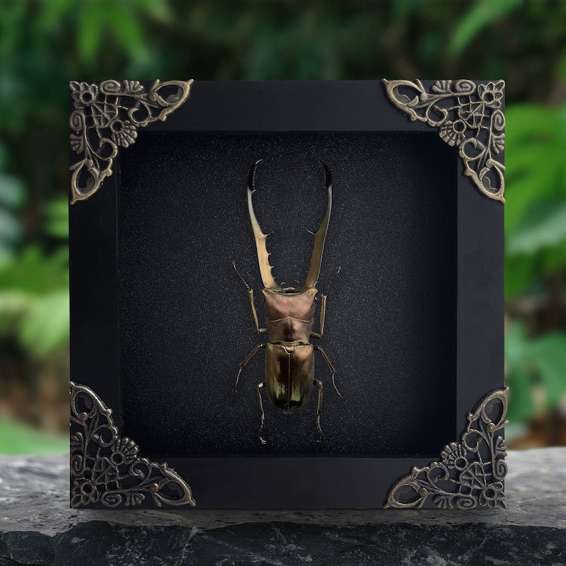 Gothic Beetles - Etsy