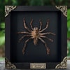 Tarantula Christmas Ornament Ceramic W Stained Glass Design Print ...