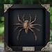 Tarantula Christmas Ornament Ceramic W Stained Glass Design Print ...
