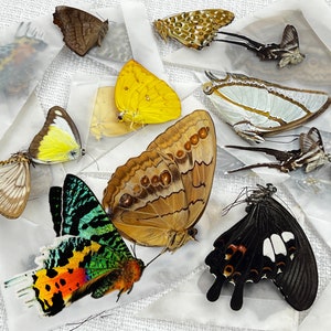 10 Real Butterflies Assorted Folded Butterfly Dried Specimen Pinned ...