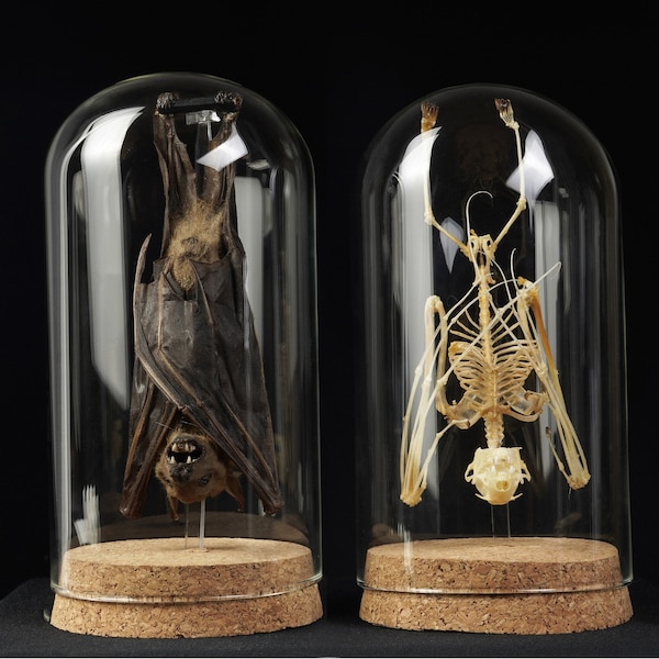 Taxidermy Bat - Etsy