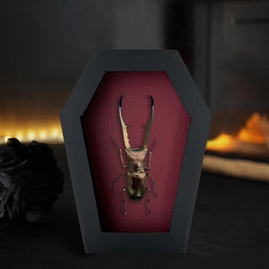 Real Metallic Stag Beetle Coffin Frame, Insect Dragonfly Damselfly ...