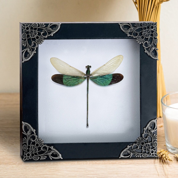Real Dragonflies - Etsy