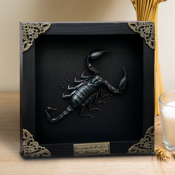 Scorpion Frame - Etsy
