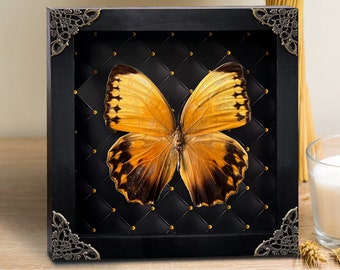 Real Framed Butterfly Handmade Shadow Box Insect Frame - Etsy