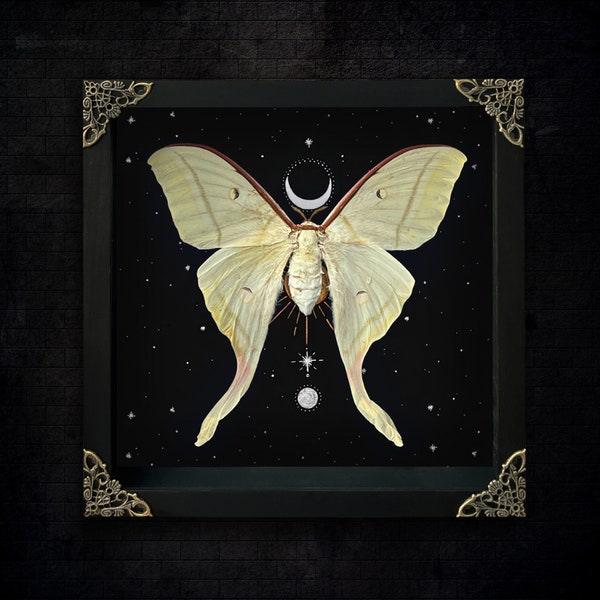 Moth - Etsy