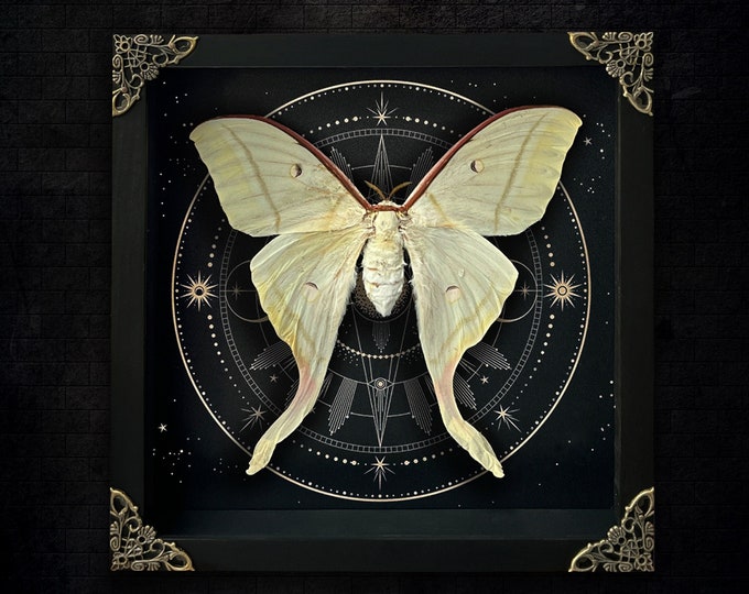 Set of 3 Gothic Moths, Halloween Moths, Custom Wood Moths, Wood Moths ...