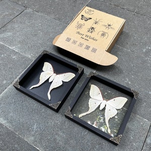Real Framed Giant Actias Luna Moth 3D Floating Shadow Box Insect ...