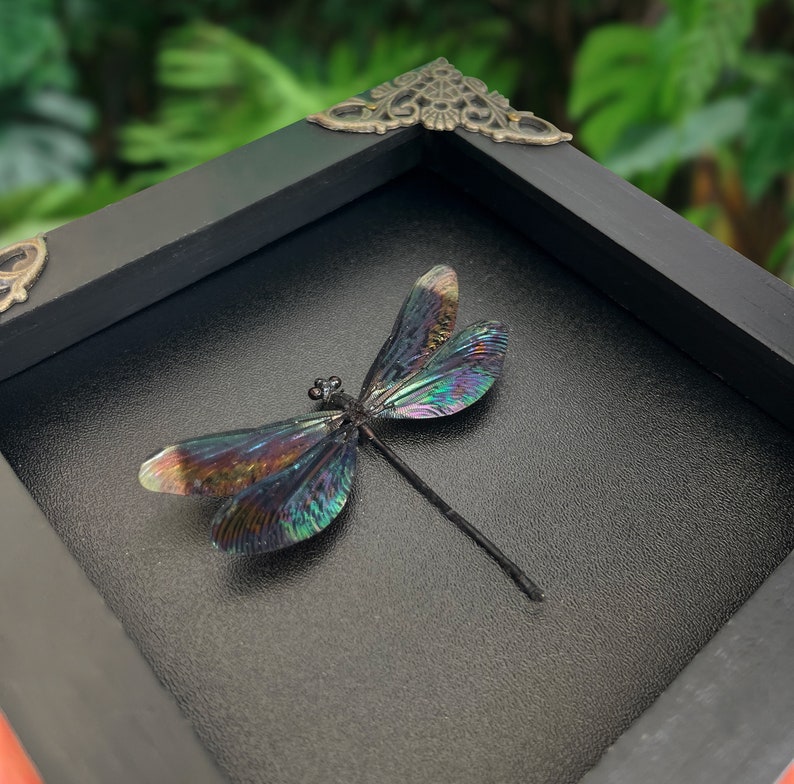 Real Framed Dragonfly Damselfly Shadow Box Insect Bug Taxidermy Frame ...