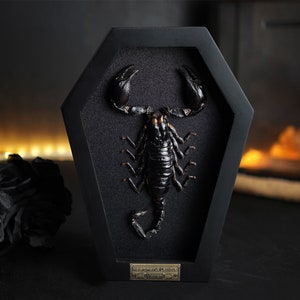 Black Scorpion Coffin Frame Shadow Box, Bug Frame Taxidermy Curiosities ...