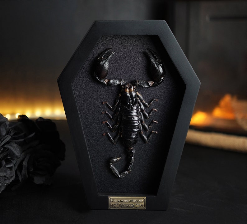 Black Scorpion Coffin Frame Shadow Box, Bug Frame Taxidermy Curiosities ...