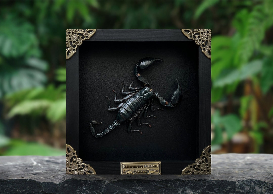 Real Framed Giant Scorpion Shadow Box Insect Frame Taxidermy Taxadermy ...