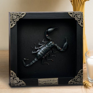 Scorpion in Shadow Box , Scorpion Dome Display Preserved Insect Frame ...