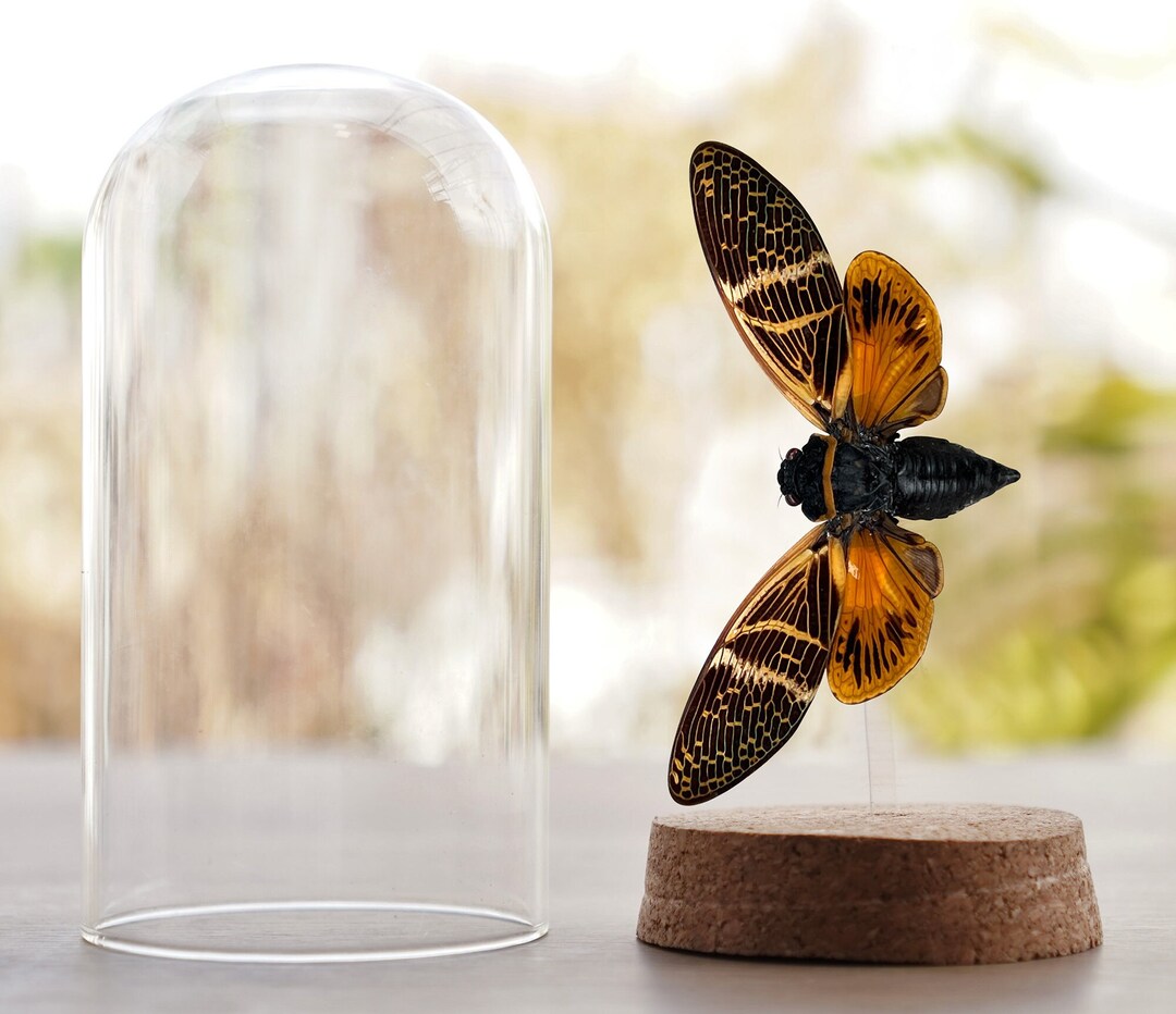 Cicada Artwork Christmas Frame Witch Home Decor Shadow Box Bug Beetle ...